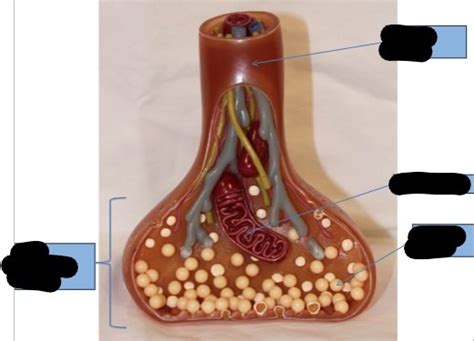 Synaptic Terminal Model Diagram Quizlet