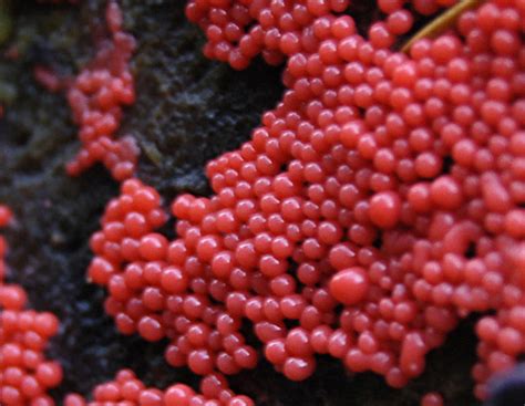Tubifera ferruginosa (Tubiferaceae) | Tubifera ferruginosa. … | Flickr