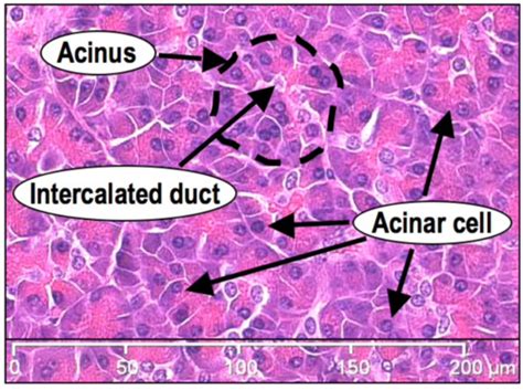 The Exocrine And Endocrine Pancreas Flashcards Quizlet