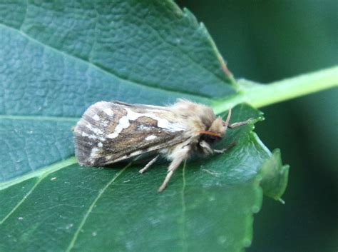 Birding With Flowers June Moths