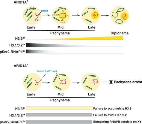 Arid1a Governs The Silencing Of Sex Linked Transcription During Male Meiosis In The Mouse Elife