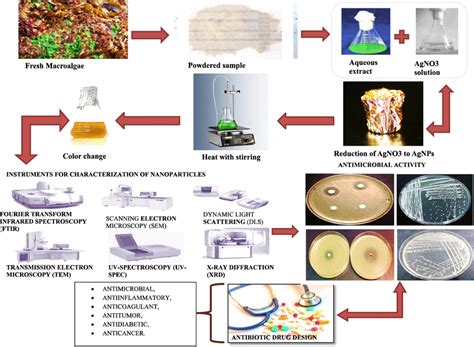 Synthesis Of Nanoparticles From Marine Macroalgae And Their Biomedical