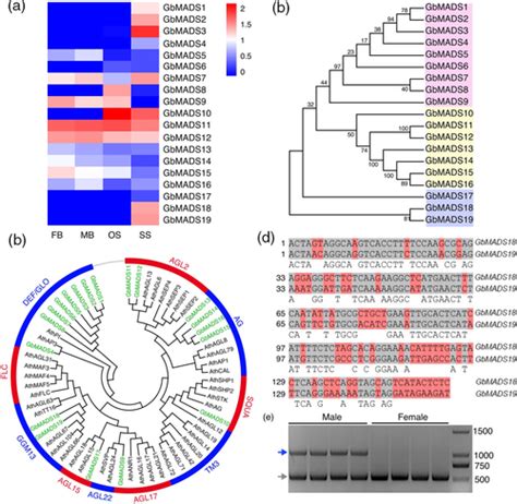 The Genomic Architecture Of The Sex‐determining Region And Sex‐related