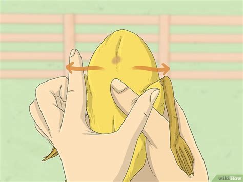 How To Tell The Sex Of A Baby Duck By Quack Plumage Vent