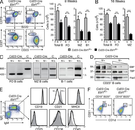 Function Of Ebf1 In Early B Cell Development A And B Relative