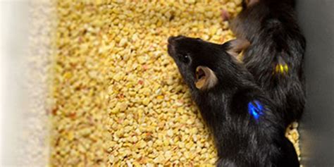 Flexible Optogenetics Implants Hack The Sense Of Pain Ieee Spectrum