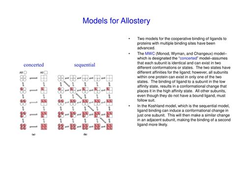 Ppt Allosteric Regulation Of Enzyme Activity Powerpoint Presentation