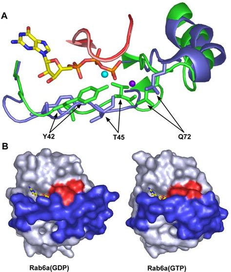 Illustration Of The Structural Differences Between The Gtp And Download Scientific Diagram