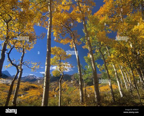 Quaking Aspen Populus Tremuloides In Fall Colors And Maroon Bells