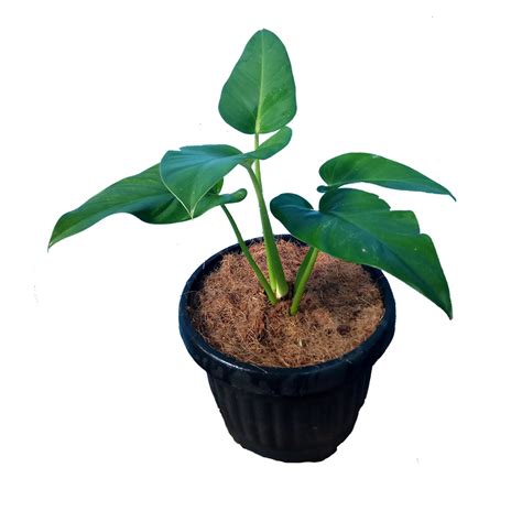 Jual Tanaman Philo Marble Shopee Indonesia