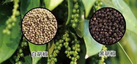 黑胡椒还是白胡椒好？从品种、营养到市场全面解析胡椒核心品类差异 一亩田