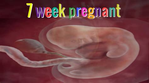 7 Weeks Pregnant Symptoms Fetal Development And Pregnant Ultrasound
