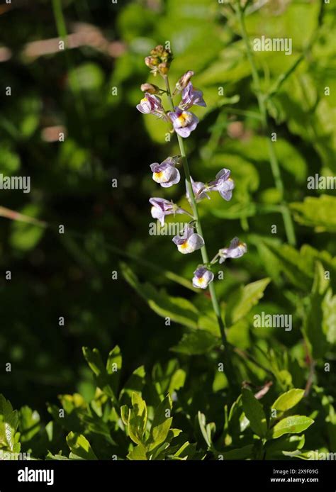 Pale Toadflax Or Creeping Toadflax Linaria Repens Plantaginaceae Was Scrophulariaceae Stock