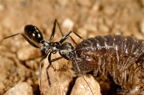 Mravi Priroda Hrvatske