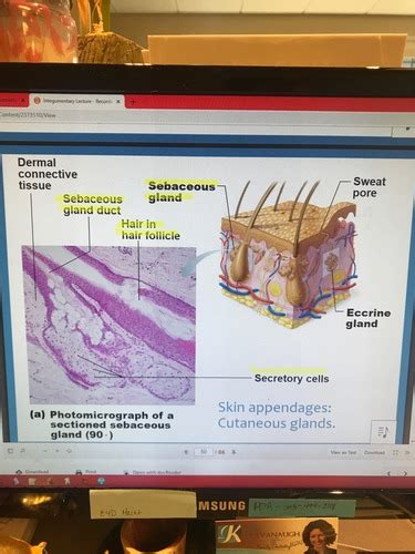 Chapter 6 Integumentary System Flashcards Quizlet