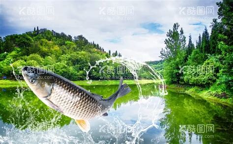 生态鱼 源文件下载【酷图网】生态鱼 大自然 湖水 水花 浪花 草鱼 原生态 鱼档 鱼行 水库 鲜美 蓝天白云 青山绿水 倒影 鱼跃 鱼塘