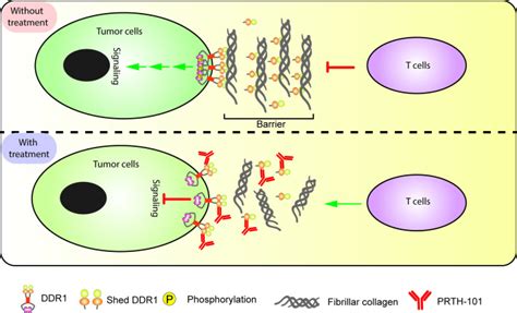 A Highly Selective Humanized Ddr1 Mab Reverses Immune Exclusion By
