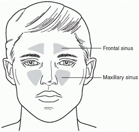 Assessment Of The Respiratory System Nurse Key