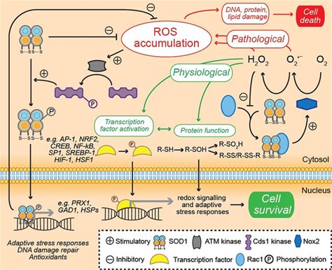 Superoxide Dismutase Reaction