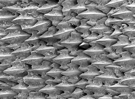 Sharkskin To Make Planes Faster And Greener Energy Source