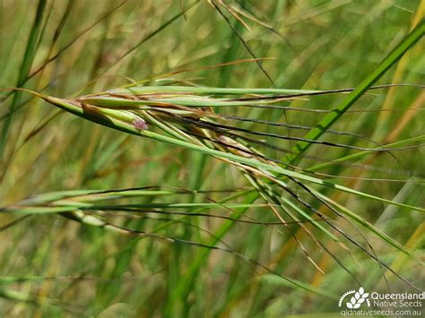 Themeda Triandra Kangaroo Grass Plant Profiles Queensland Native Seeds