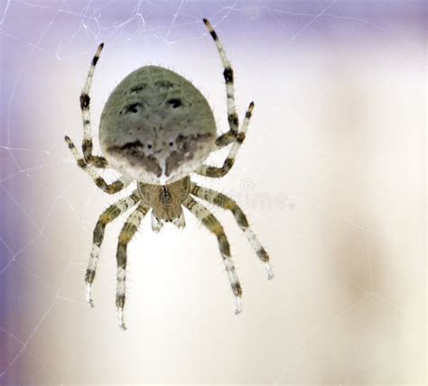 Cat Faced Spider Spinning A Web Stock Image Image Of Domestic Creepy