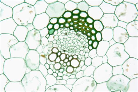 Vascular Bundle In Stem