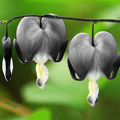 Qauzuy Garden 40 Black Bleeding Heart Seeds Perennial