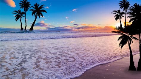 Palm Tree Beach Sunset Wallpaper