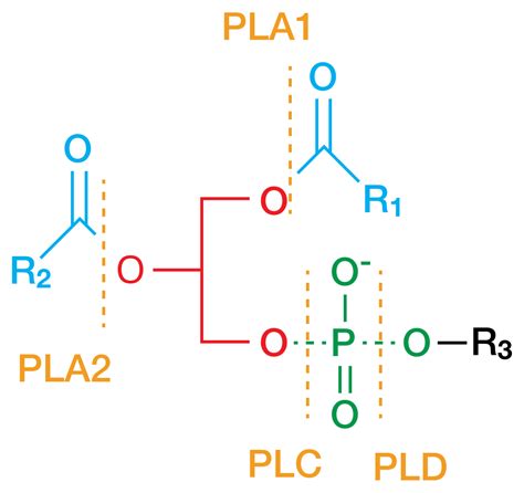 Phospholipase D Wikipedia
