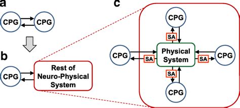 Scale Invariant Interaction Between Each Oscillator And The Rest Of A Download Scientific