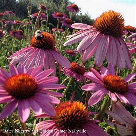 1 Echinacea Pur Magnus Purple Coneflower Native Tn
