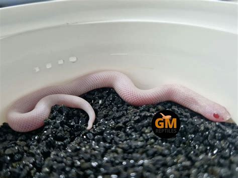 Leucistic Designer Morph Combinations