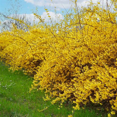 Lynwood Gold Forsythia Shrubs For Sale