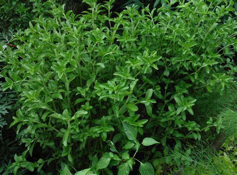 All About Growing the Stevia Plant – Mother Earth News