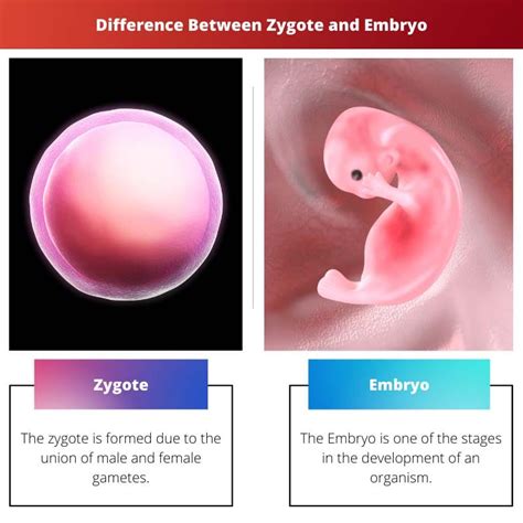 How Does Zygote Form At Michael Hooton Blog