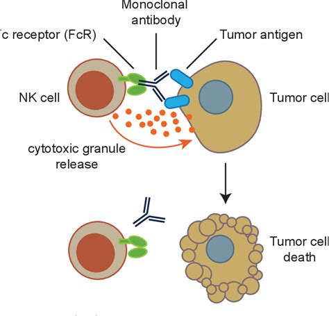 Antibody Mediated Cell Dependent Cytotoxicity At Ellen Martinez Blog
