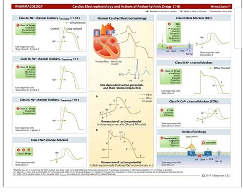 Cardiac Electrophysiology Action Potential Automaticity And Vectors