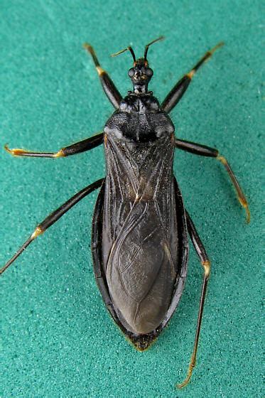 Assassin Bug Reduvius Personatus Bugguidenet