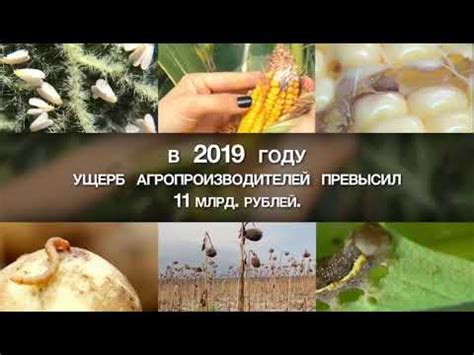 BioSleep BW - уровень поражения хлопковой совки, капустной моли ...
