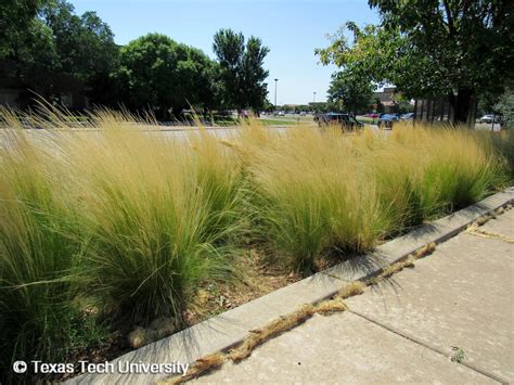 Stipa Tenuissima Mexican Feather Grass