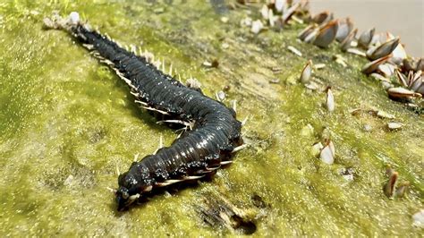 Texas Beaches Nightmare Fireworms Wash Up On Mustang Island And