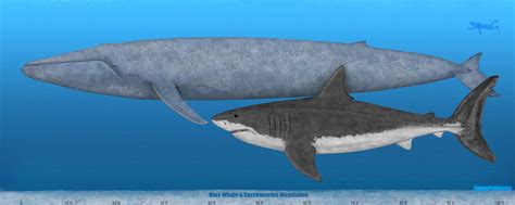 Blue Whale And Megalodon Size Comparison By Sameerprehistorica On Deviantart