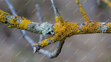 Premium Photo A Beautiful Macrophoto Of Lichen On A Tree Branch Lichen Is A Composite Organism