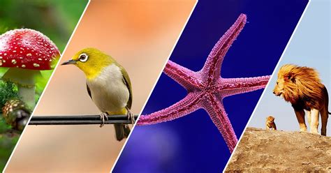 The Origin Of Sexual And Asexual Reproduction Answers In Genesis