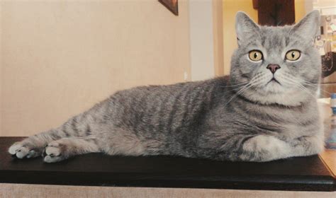 Ринго | Пикабу