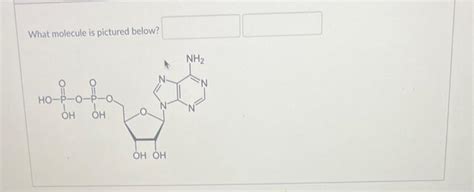 Solved What Molecule Is Pictured Below Chegg Com