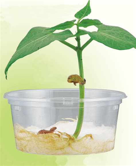Seed Germination Gizmo Quizlet At Todd Briggs Blog