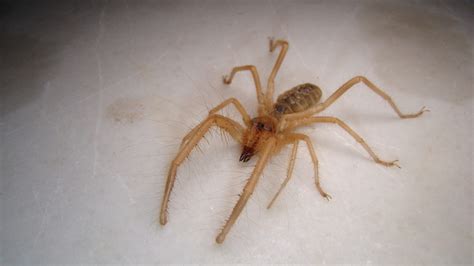 Desert Speedsters Sun Spiders Phoenix Pest And Termite Control