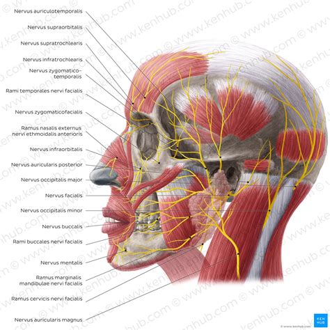 Nervus Facialis Gesichtsnerv Anatomie Und Klinik Kenhub